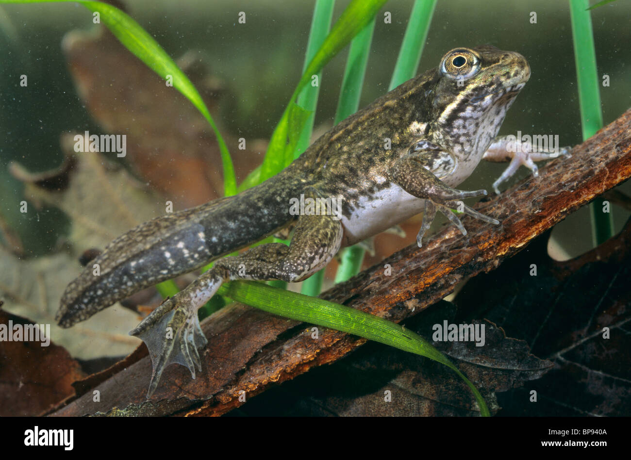 Green Frog tadpole nearly fully developed adult Rana clamitans E USA ...