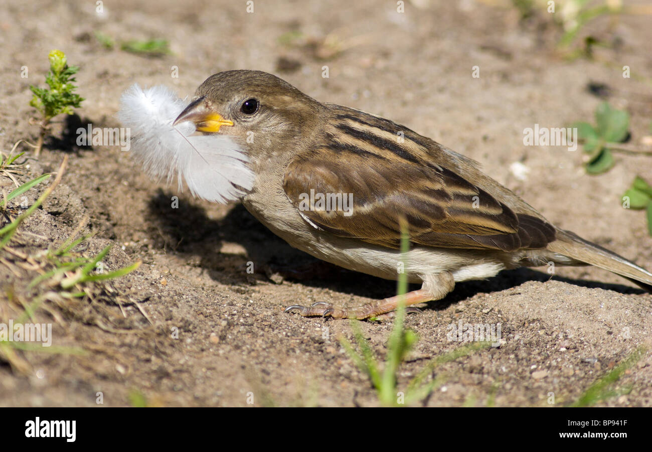 Immature house sparrow hi-res stock photography and images - Alamy