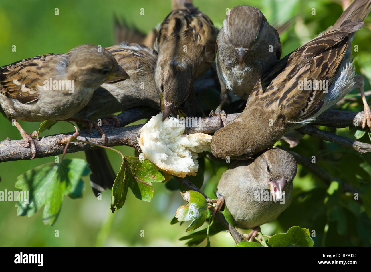 Food troughs hi-res stock photography and images - Alamy