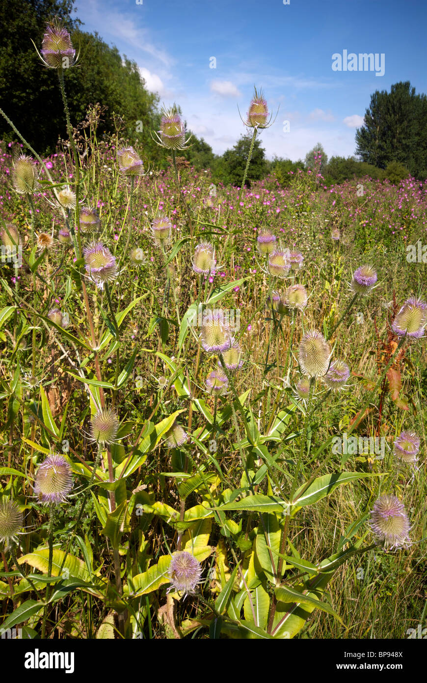 Teasels Summer Flower Thames Path Stock Photo - Alamy