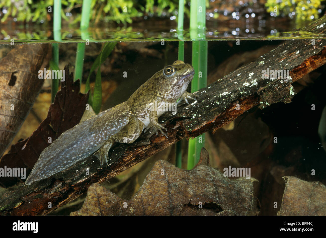 Developing tadpoles hi-res stock photography and images - Alamy