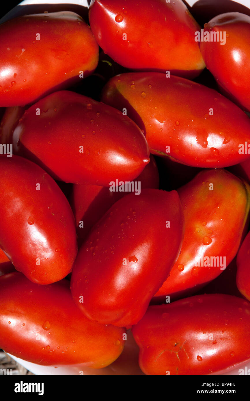 Freshly-picked Roma tomatoes from garden USA Stock Photo - Alamy