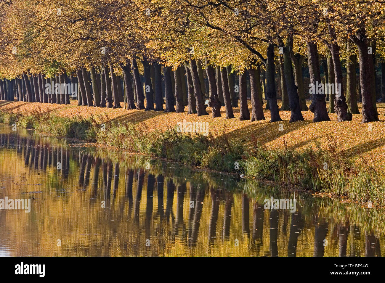 autumn, Graft, tree lines along water moat around the Great Garden ...