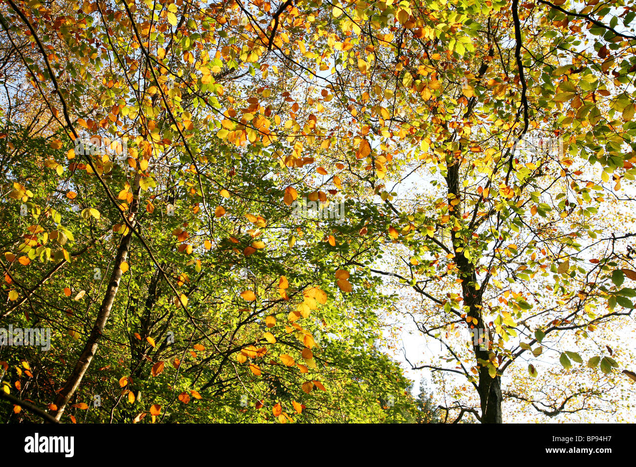 Trees in a forest Stock Photo - Alamy