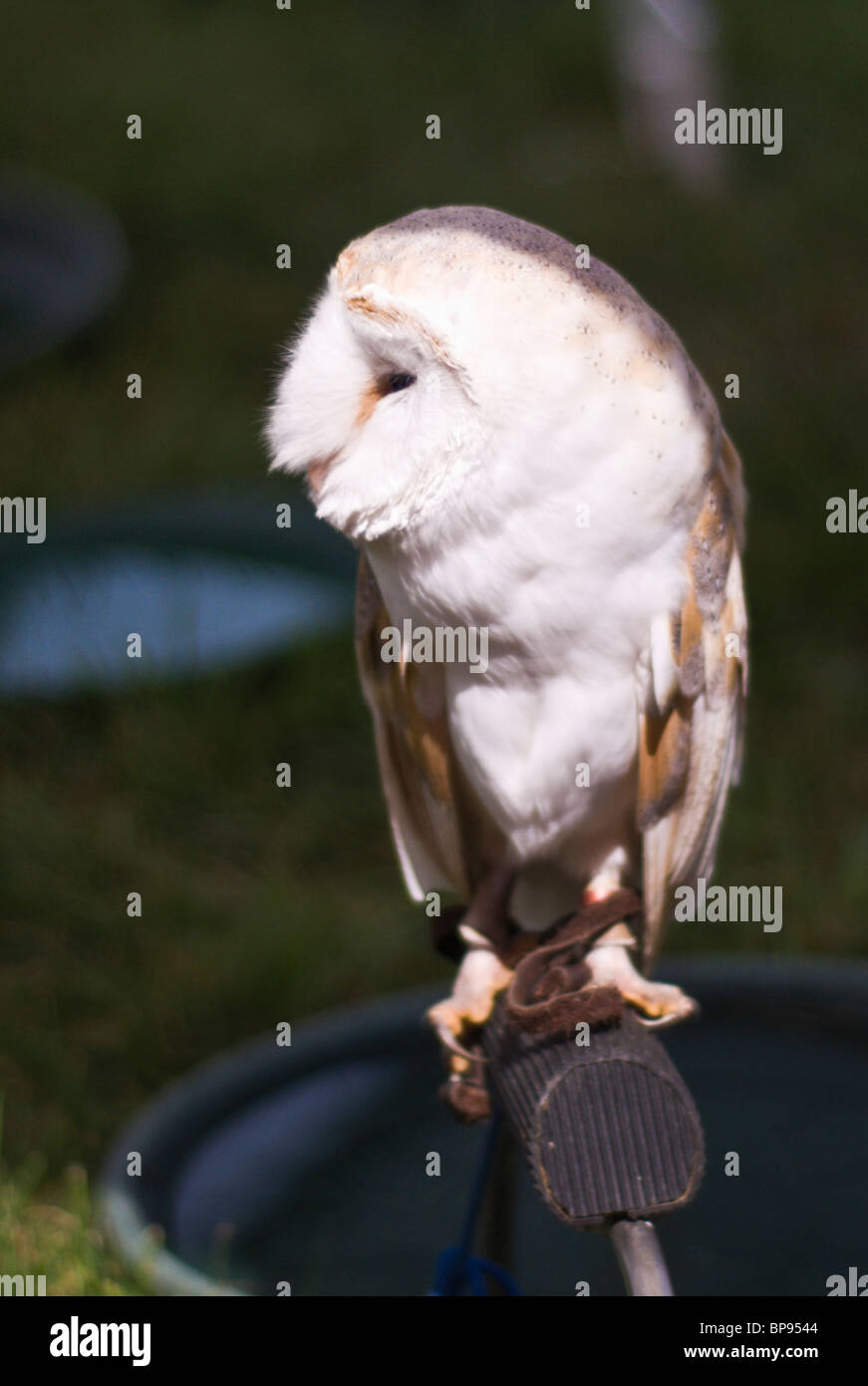 Captive Barn owl sitting on a stand Stock Photo - Alamy