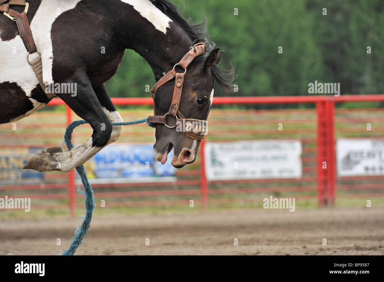 A close up of a bucking horse Stock Photo - Alamy