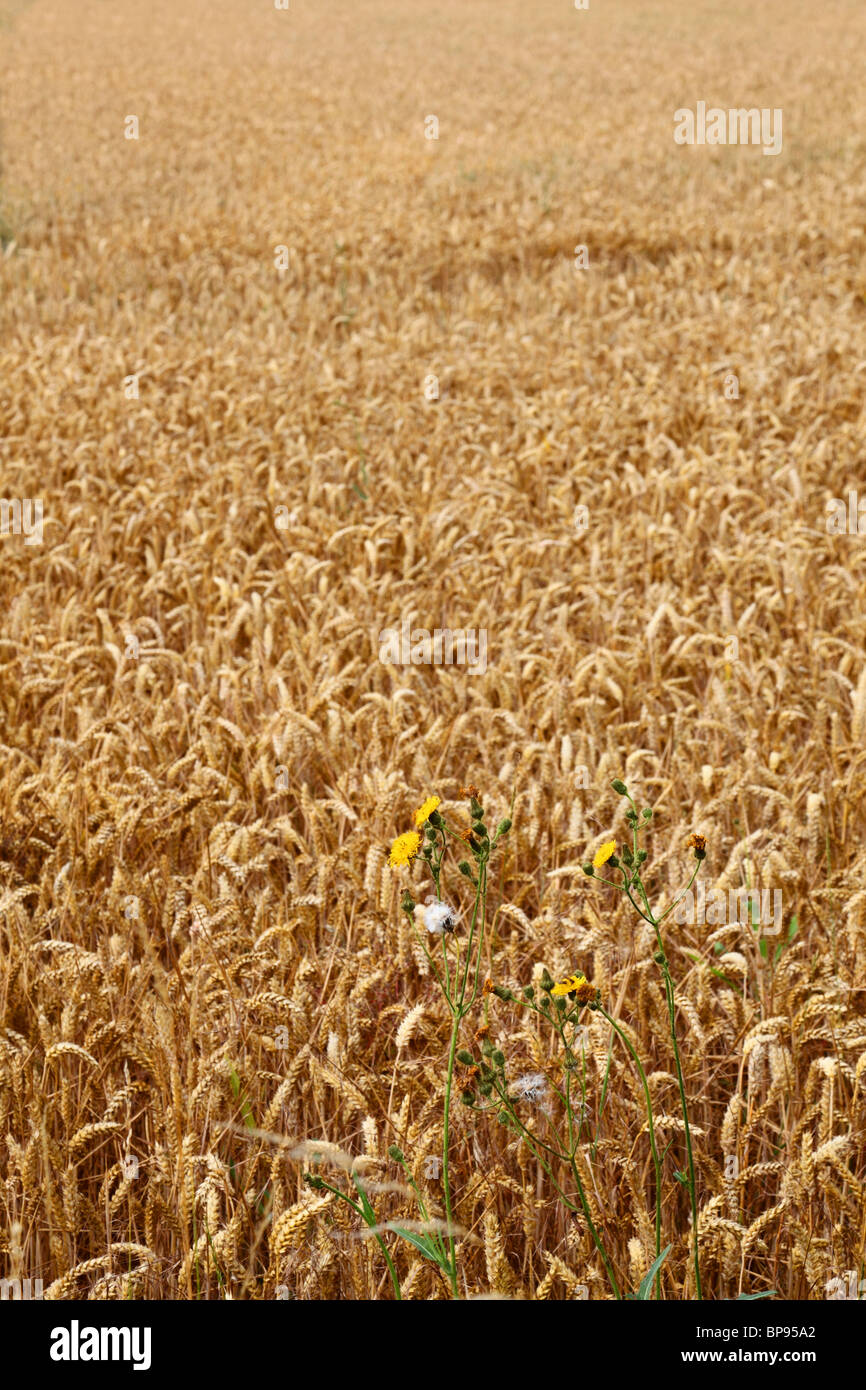Field of ripe wheat Stock Photo - Alamy