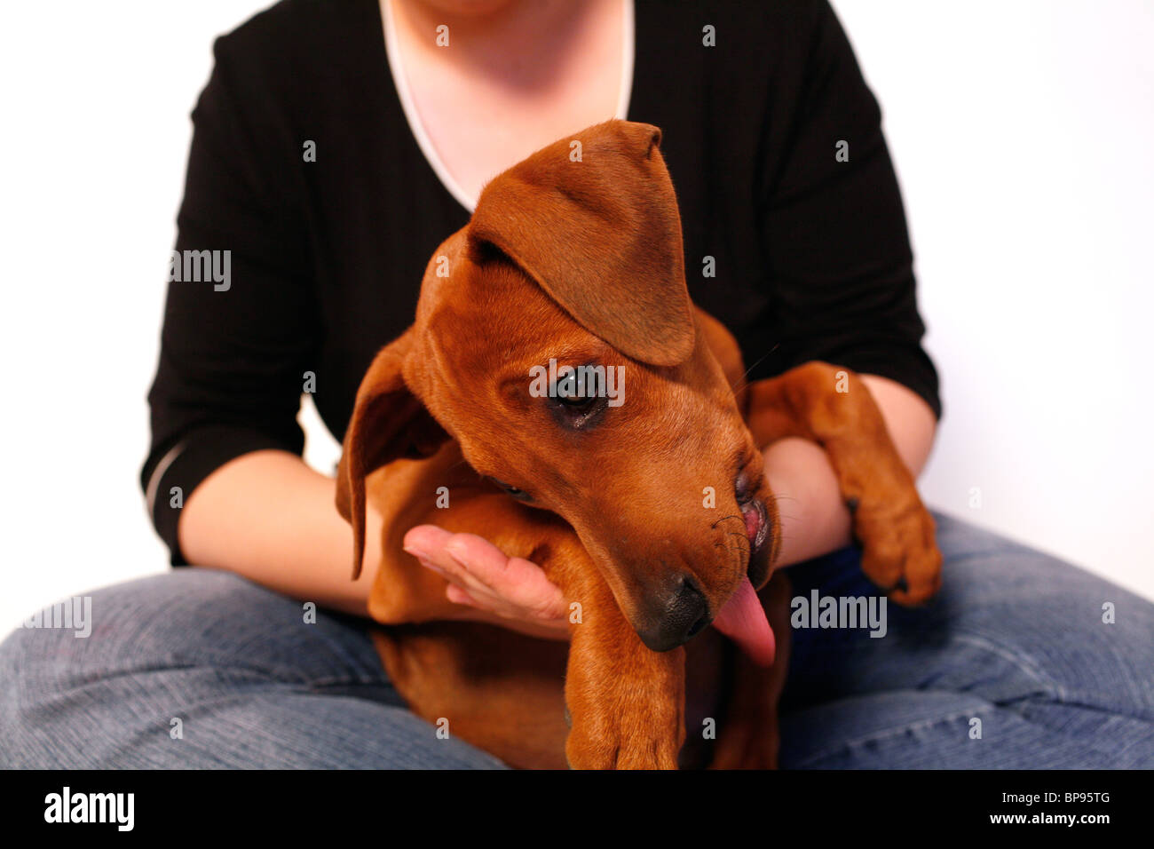 Dog on a woman's lap Stock Photo - Alamy