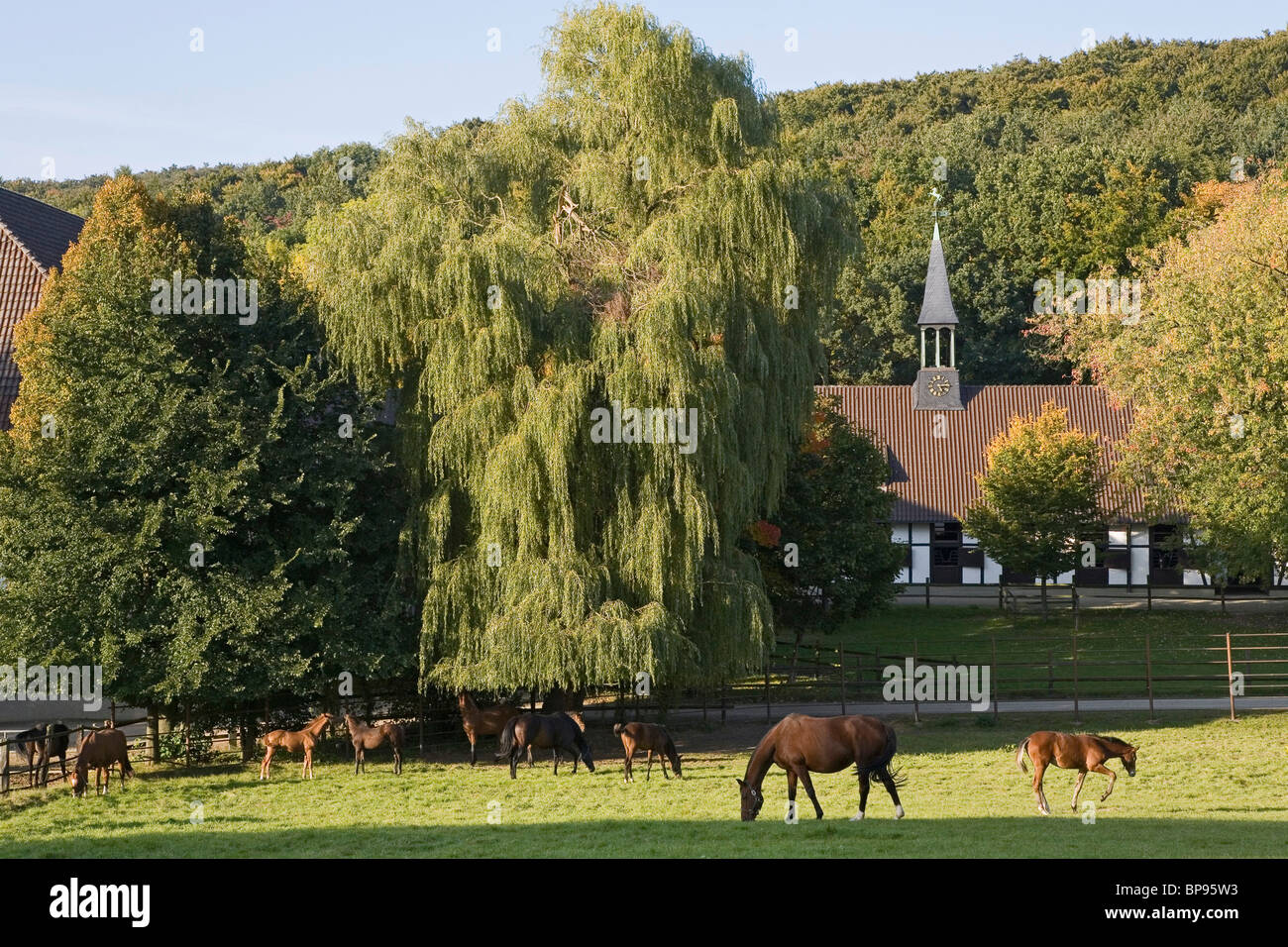 Webelsgrund stud, trakehnerhorses, Hannover region, Lower Saxony ...