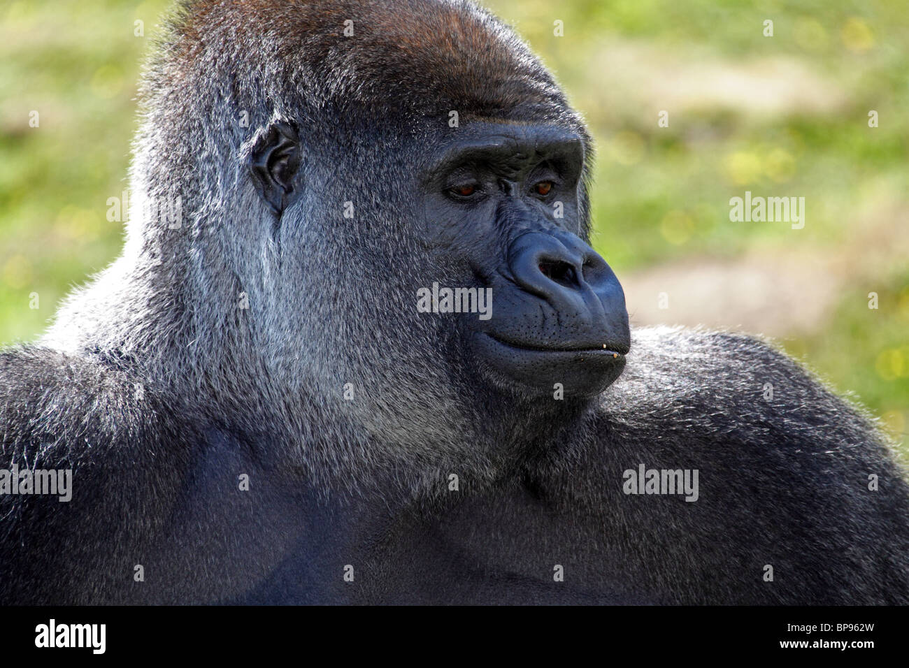 western lowlands Gorilla Stock Photo - Alamy