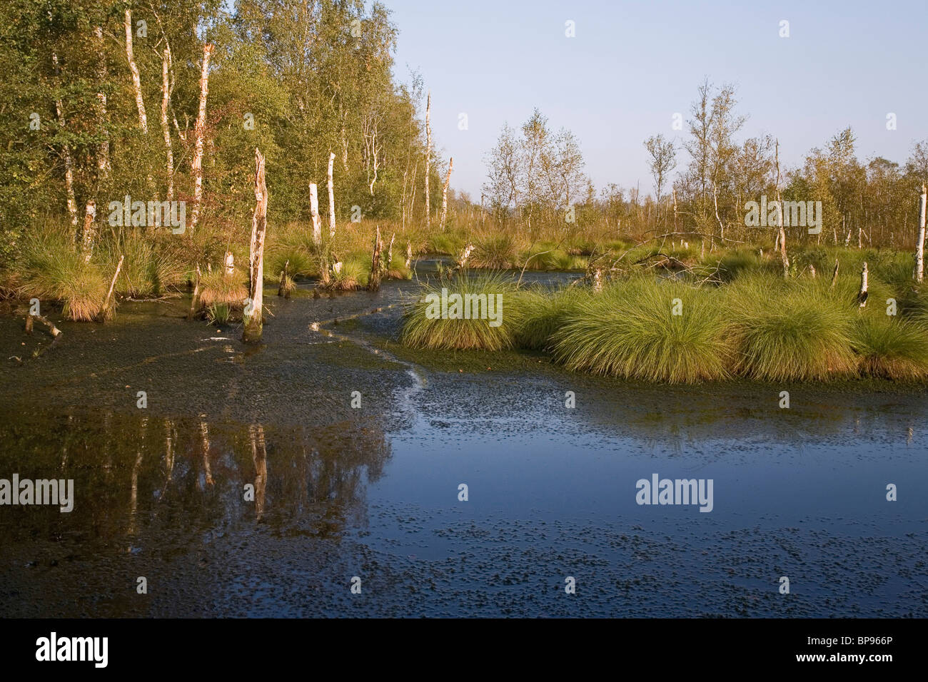 Moor region hi-res stock photography and images - Alamy