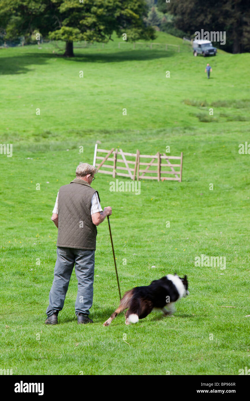 Sheepdog sheep lake district hi-res stock photography and images - Alamy