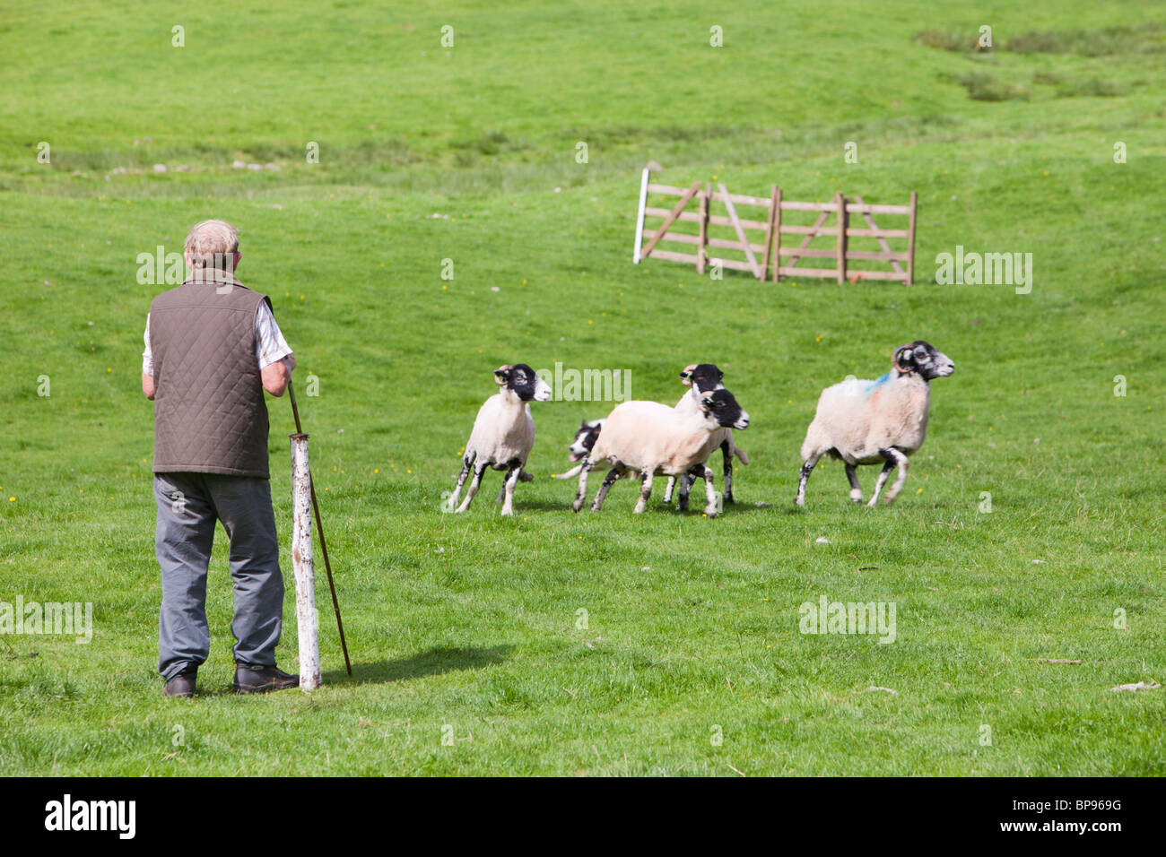 Sheepdog sheep lake district hi-res stock photography and images - Alamy