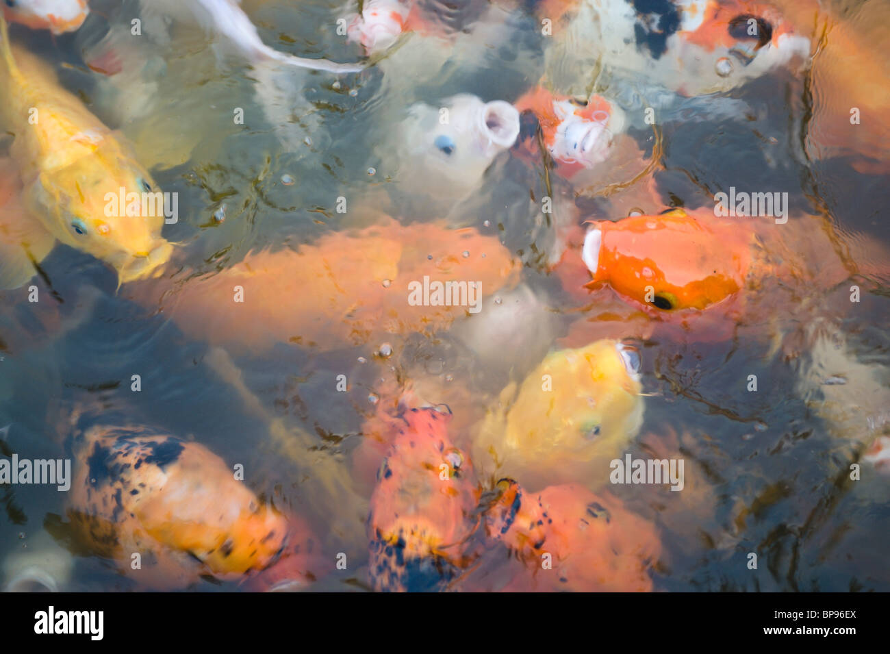Koi pond at the Yancheng Remains Museum, Changzhou, China Stock Photo ...