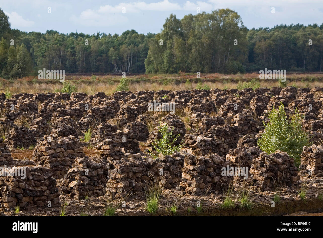 Moor landscape hi-res stock photography and images - Alamy