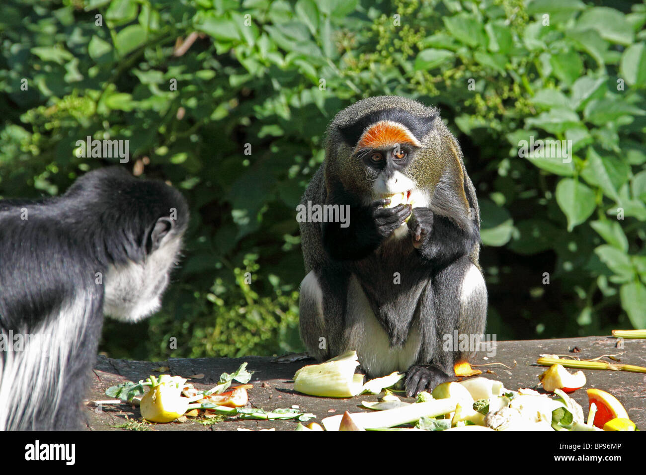 de brazza's monkey cercopithecus neglectus Stock Photo - Alamy