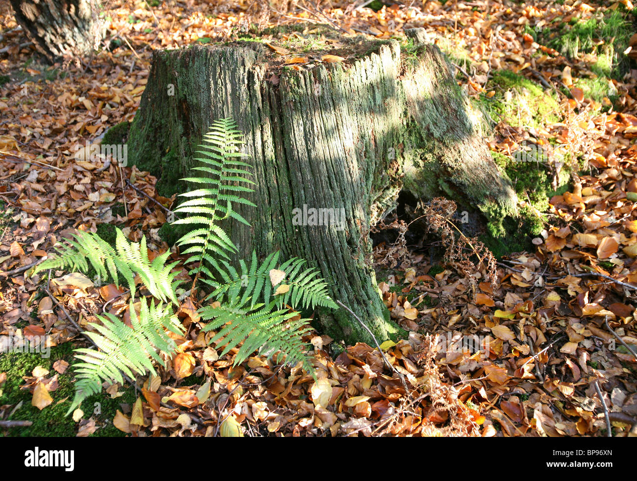 A tree stump and a fern in an autumnal woodlands Stock Photo - Alamy