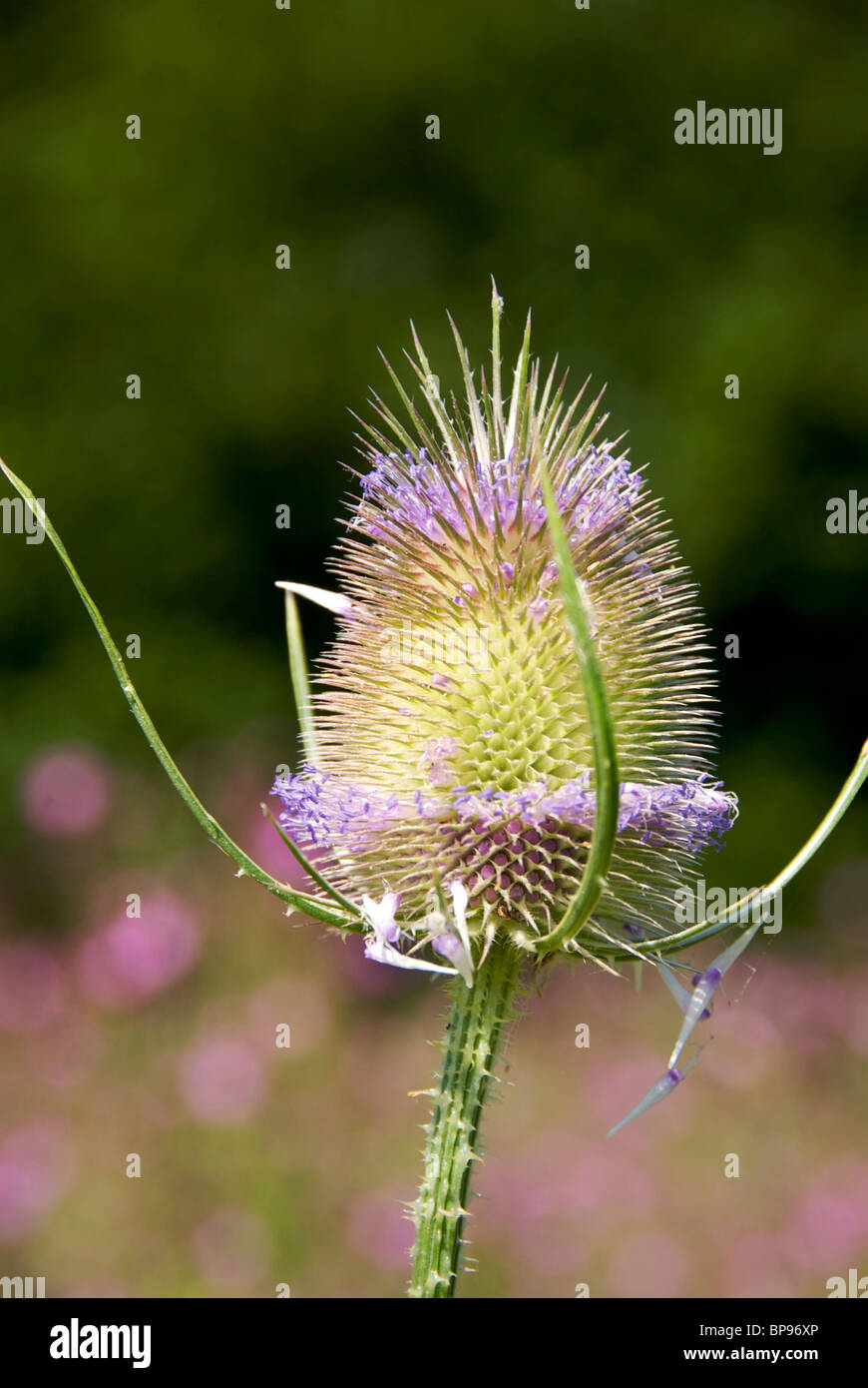Teasels Summer Flower Stock Photo - Alamy