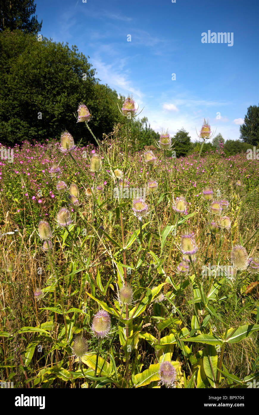Teasels Summer Flower Thames Path Stock Photo - Alamy