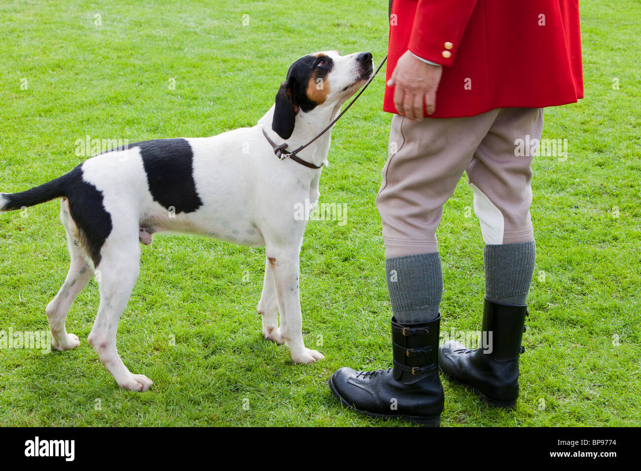 A Hunt master and his fox hound at the Vale of Rydal Sheepdog Trials ...