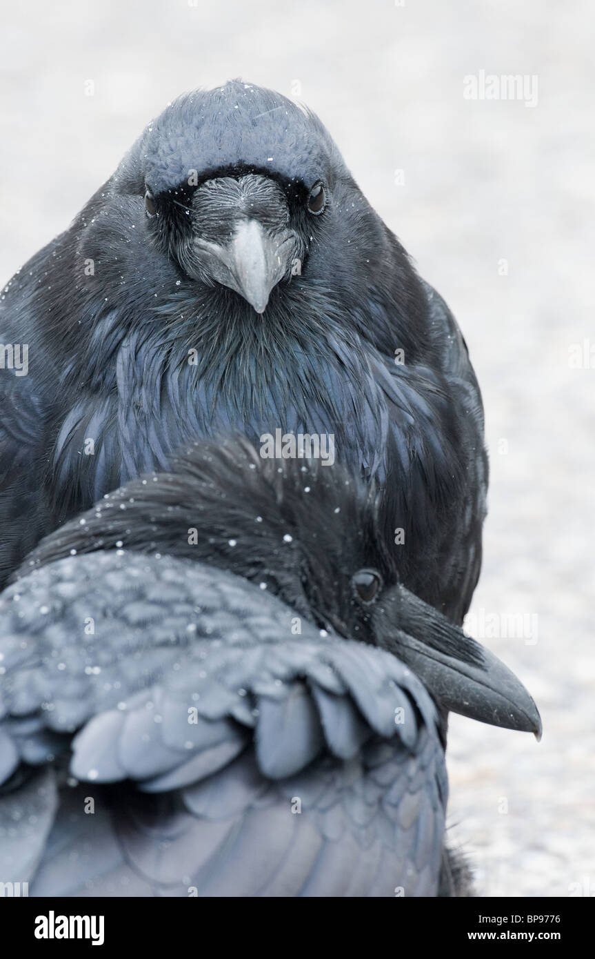 Raven snow hi-res stock photography and images - Alamy