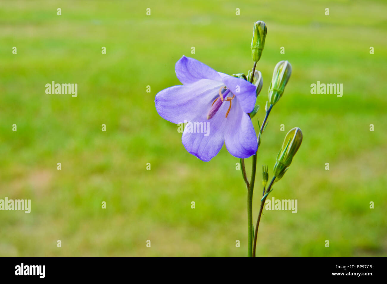 A Blue Bell wildflower Stock Photo - Alamy