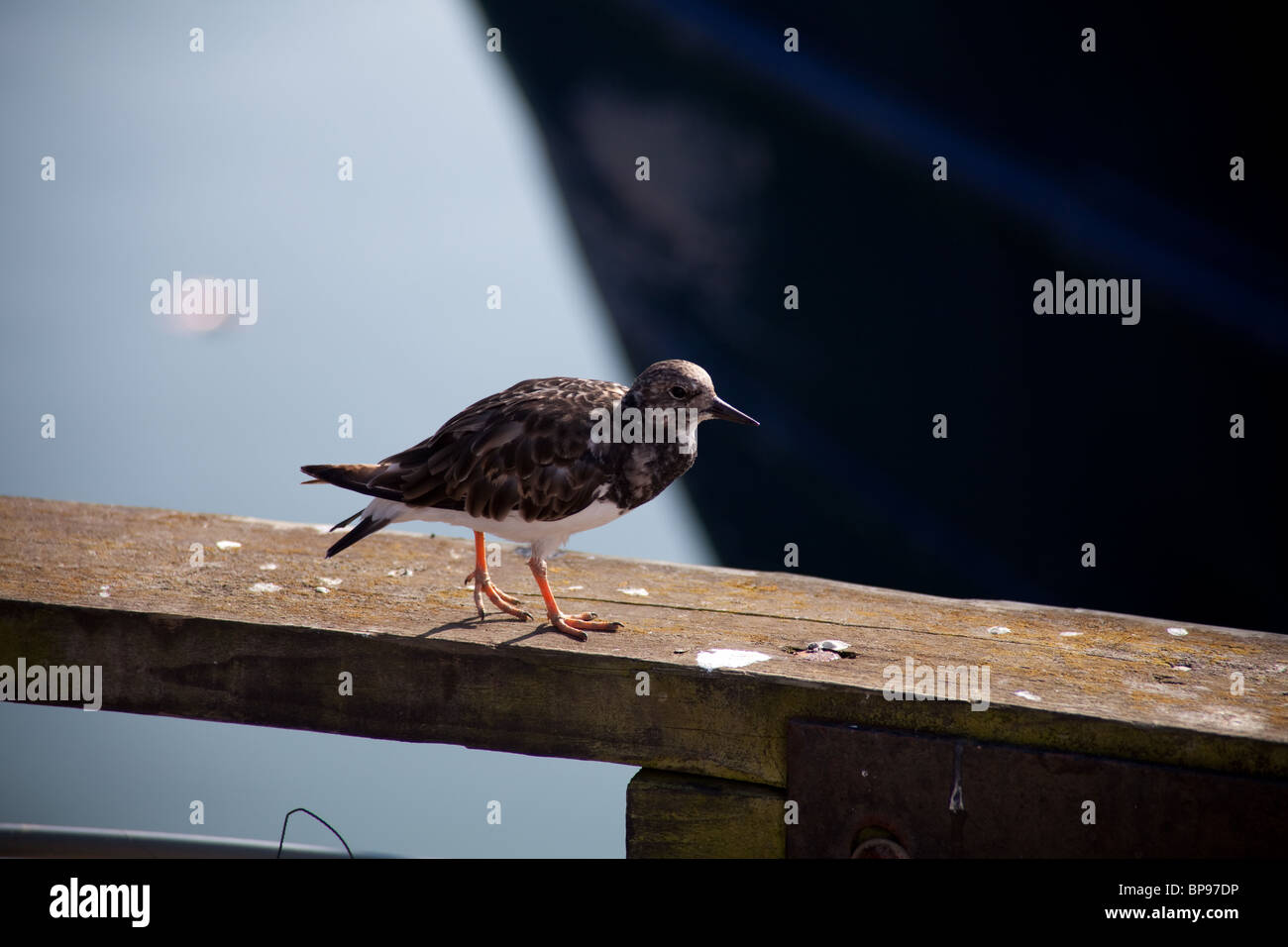 Sea Bird, Brixham Harbour Stock Photo - Alamy