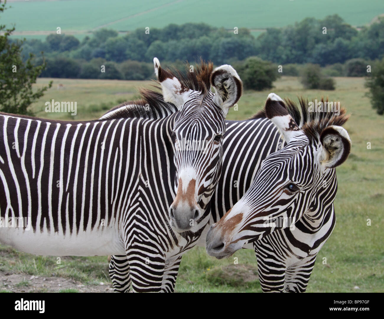 Grants zebra equus burchelli boehmi quagga plains common burchells ...