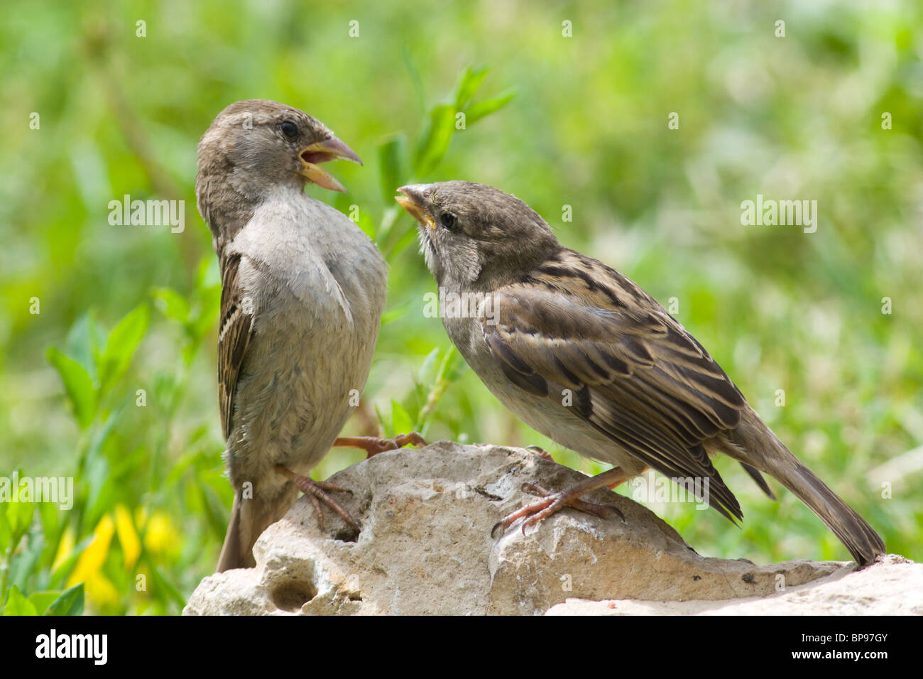 A newly fledged of Sparrow chick in Russia Stock Photo - Alamy