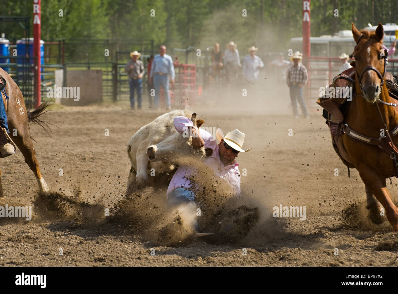 Steer Wrestling Pictures