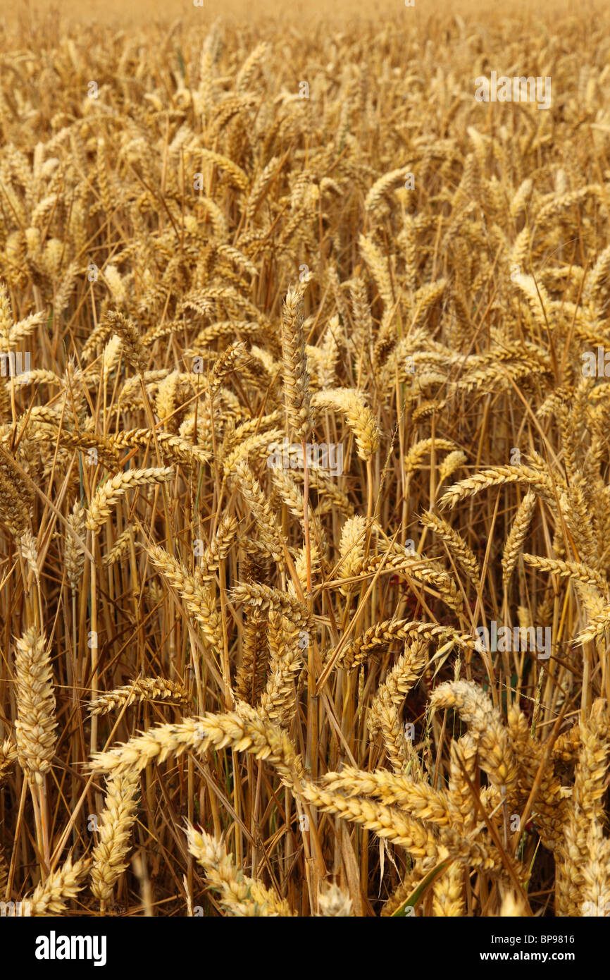 Wheatgerm bread hi-res stock photography and images - Alamy