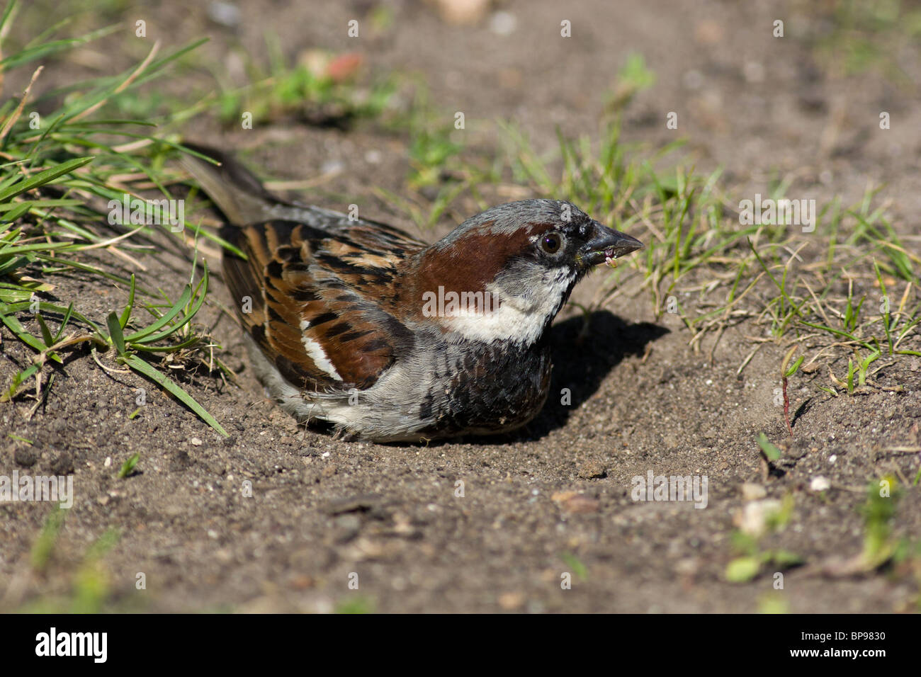 Sparrow bird dust bathing hi-res stock photography and images - Alamy