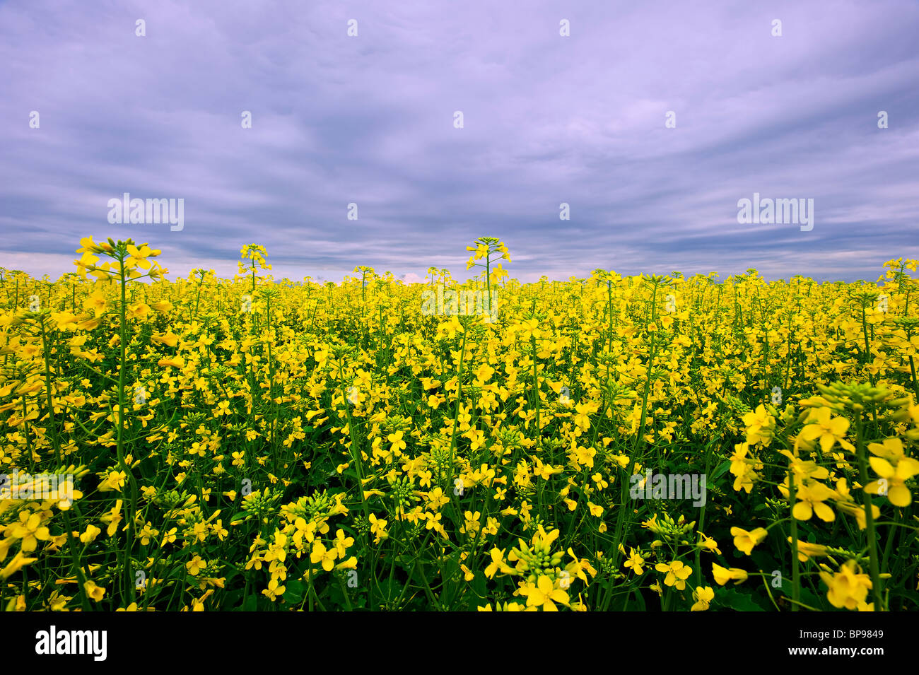 A farm field of a crop of canola Stock Photo - Alamy