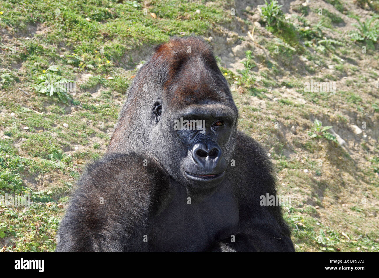western lowlands gorilla Stock Photo - Alamy