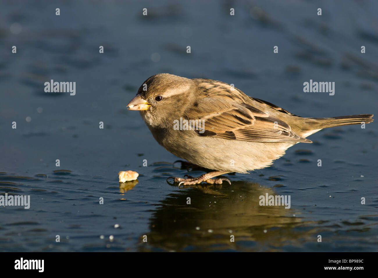 Passer domesticus, House Sparrow in a natural habitat. Wildlife ...