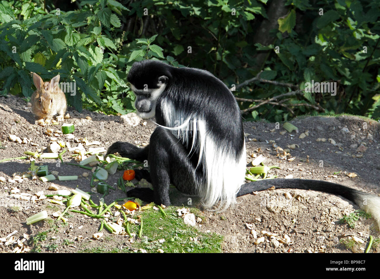 Sitting rabbit feet hi-res stock photography and images - Alamy