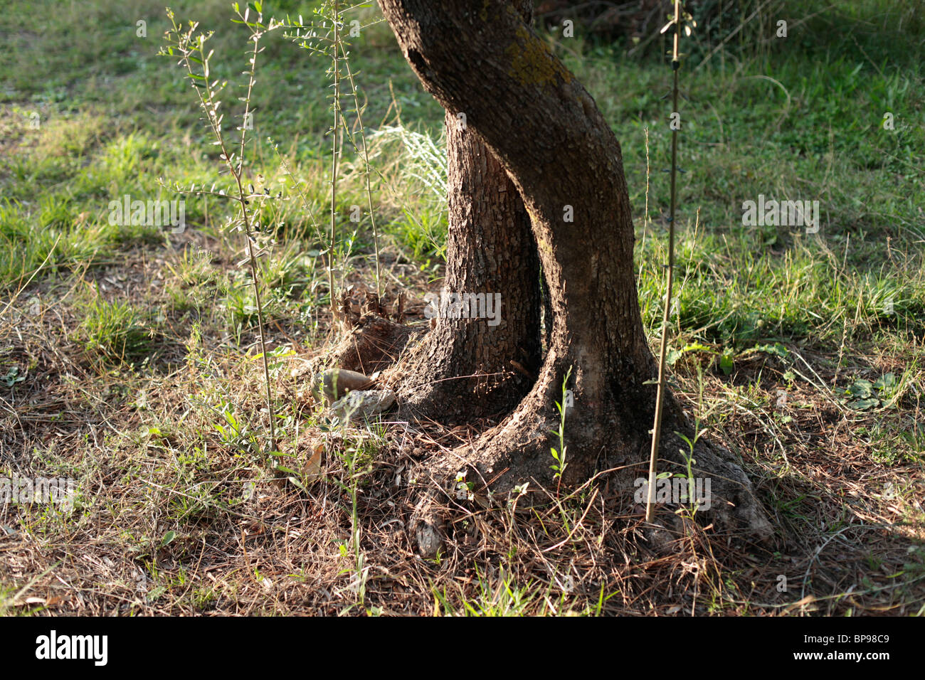 Walking tree hi-res stock photography and images - Alamy