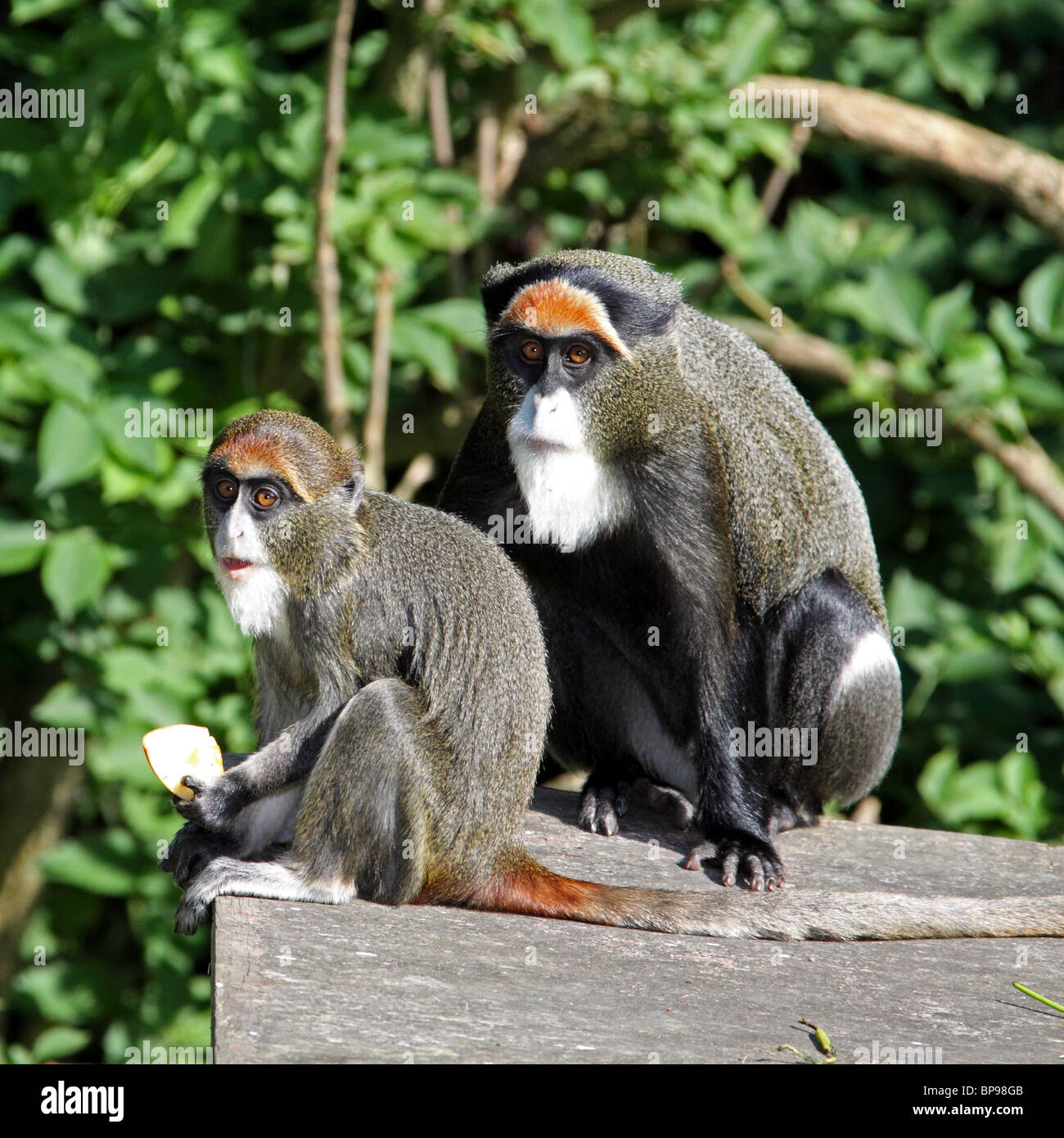 de brazza's monkey cercopithecus neglectus Stock Photo - Alamy