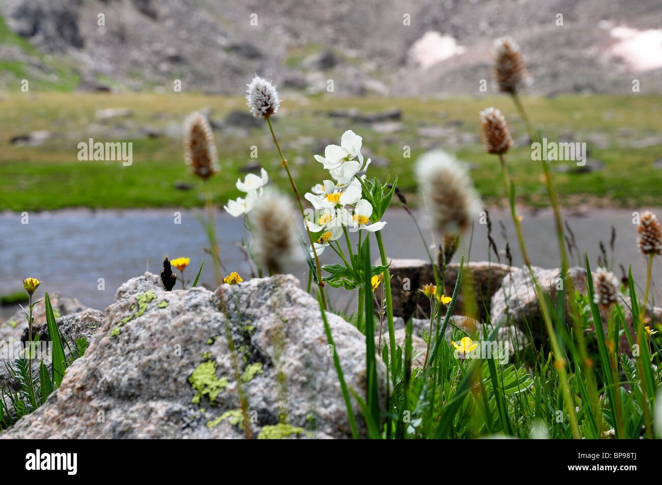 Flowers next to Independence Lake, Colorado Stock Photo - Alamy