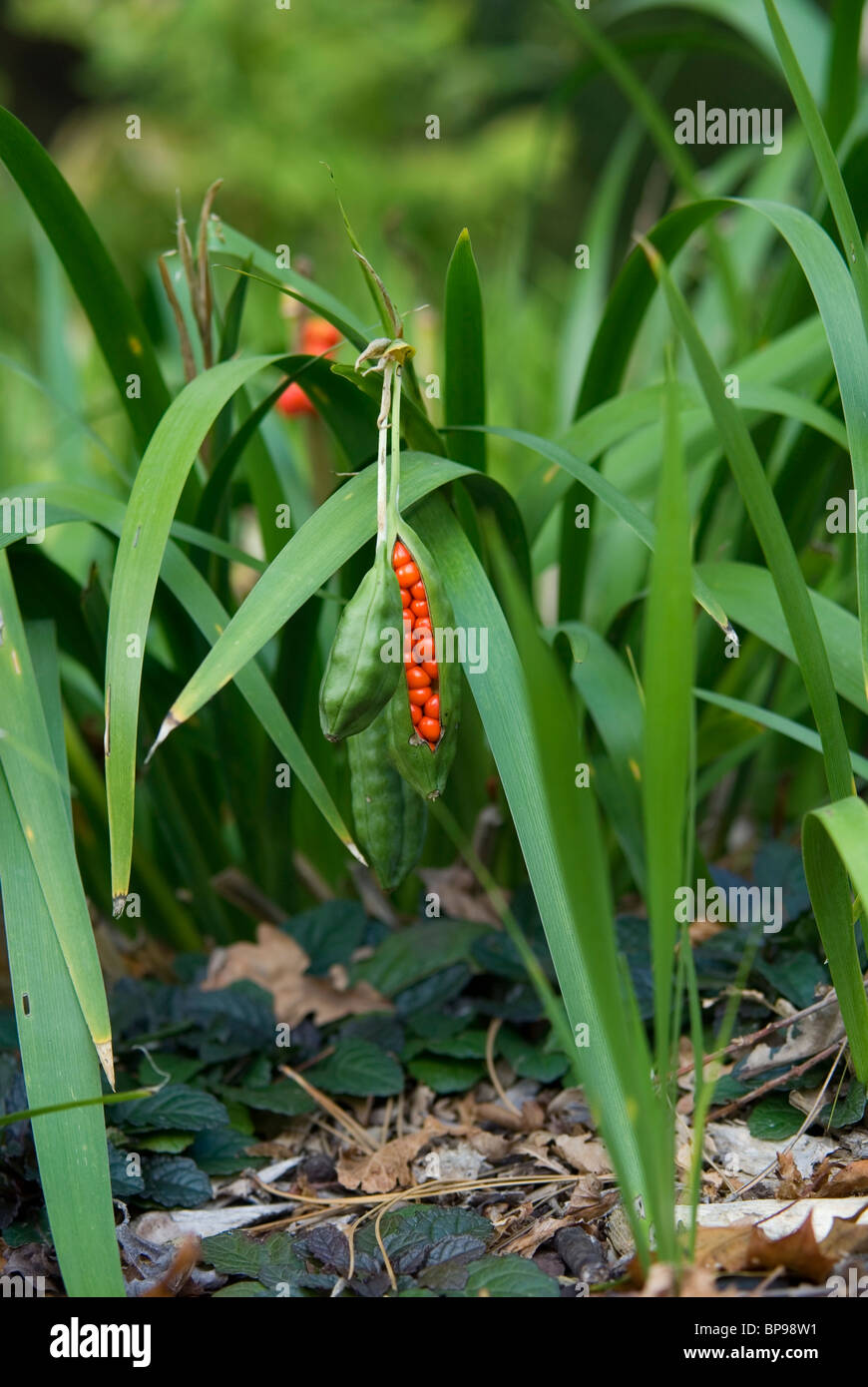 IRIS FOETIDISSIMA STINKING IRIS Stock Photo - Alamy