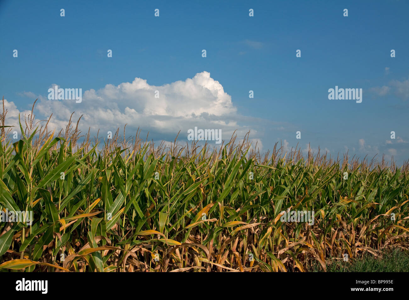 Mid august hi-res stock photography and images - Alamy