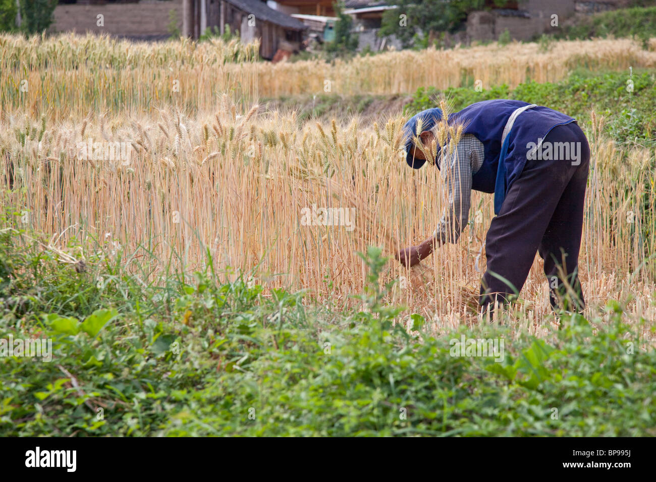 Woman reeping wheat in a field in Southern Yunnan Province, China Stock ...