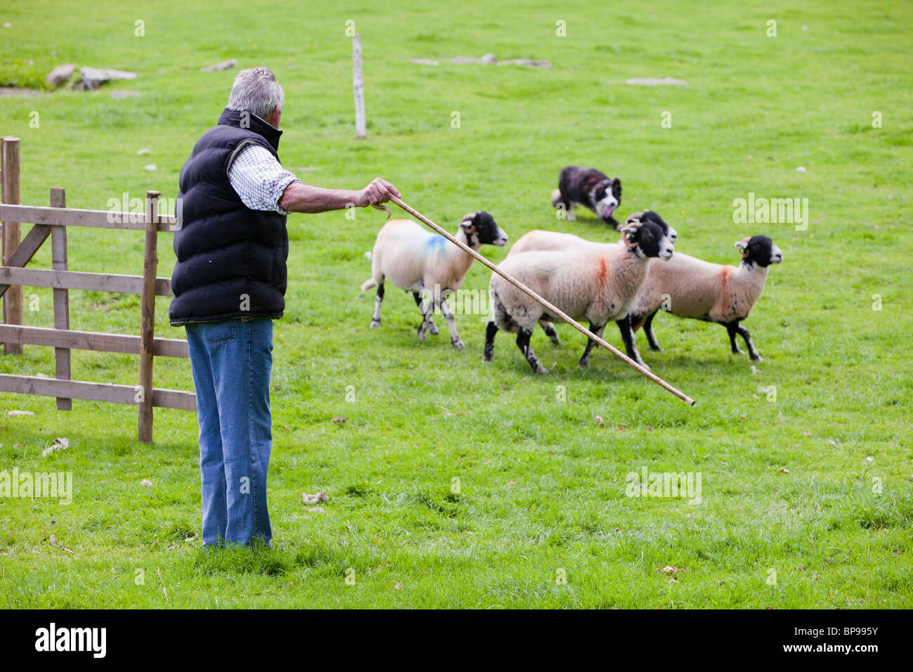 Sheepdog sheep lake district hi-res stock photography and images - Alamy