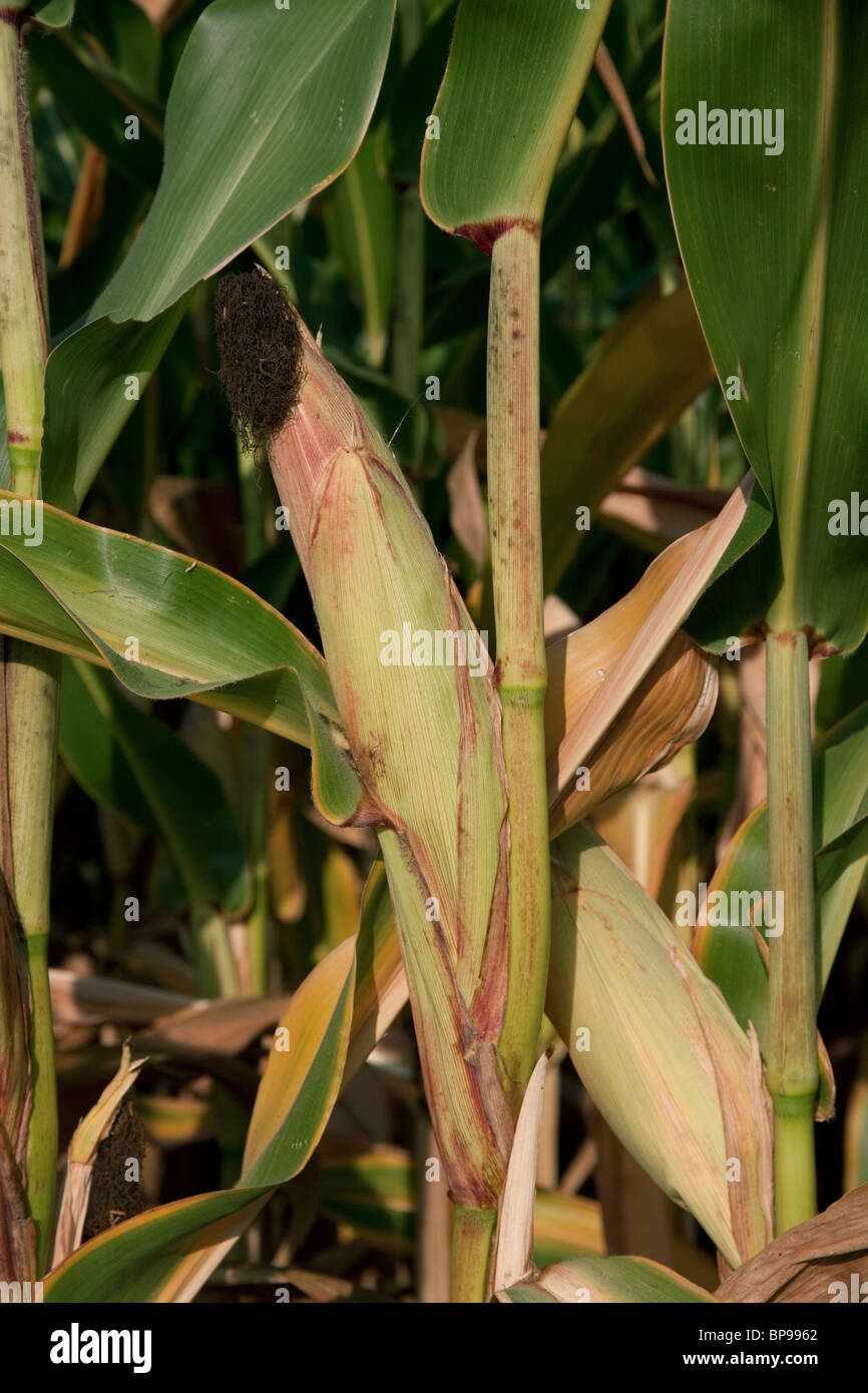 Ripened Corn Michigan USA mid August Stock Photo - Alamy