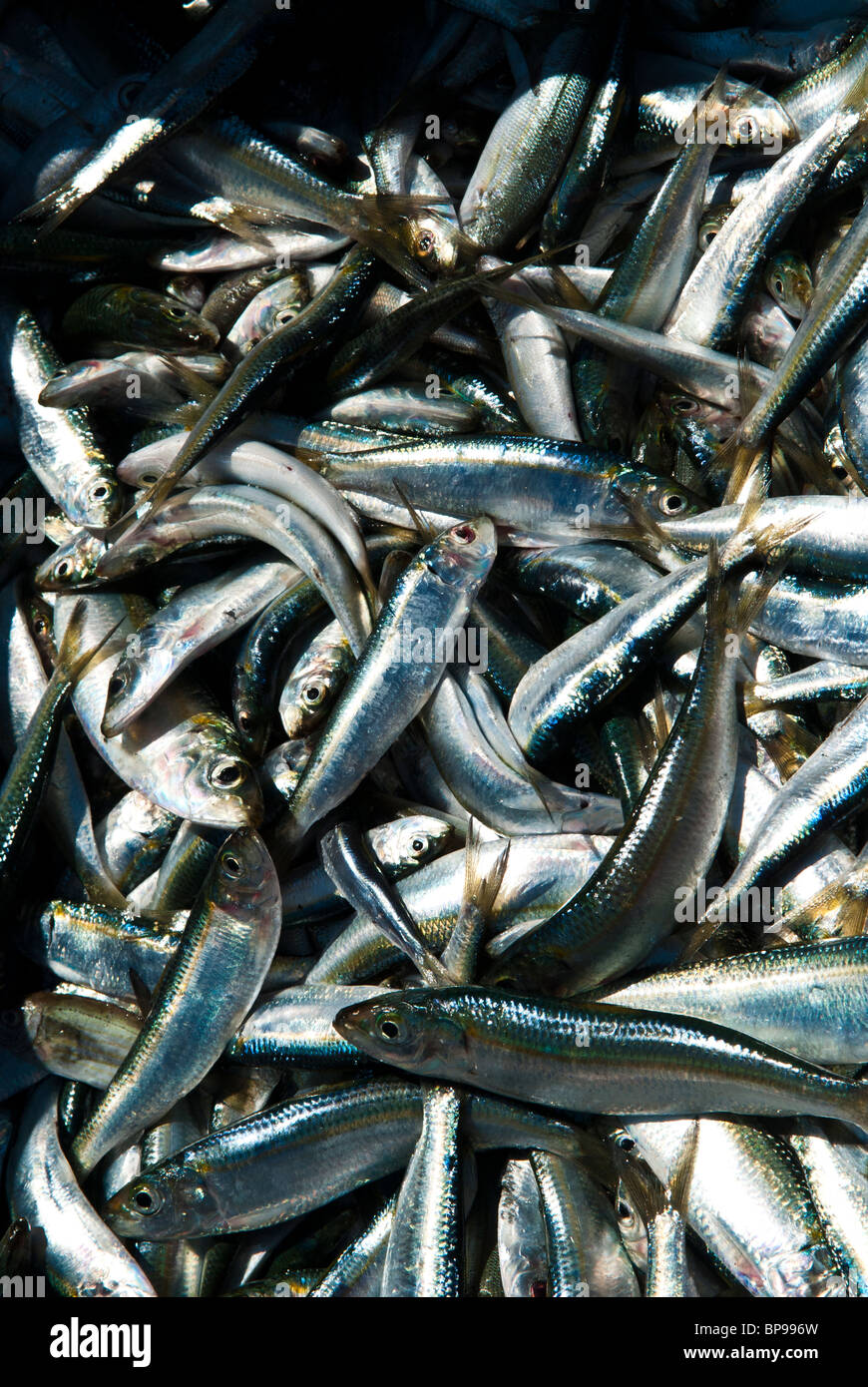 Middle east fish hi-res stock photography and images - Alamy