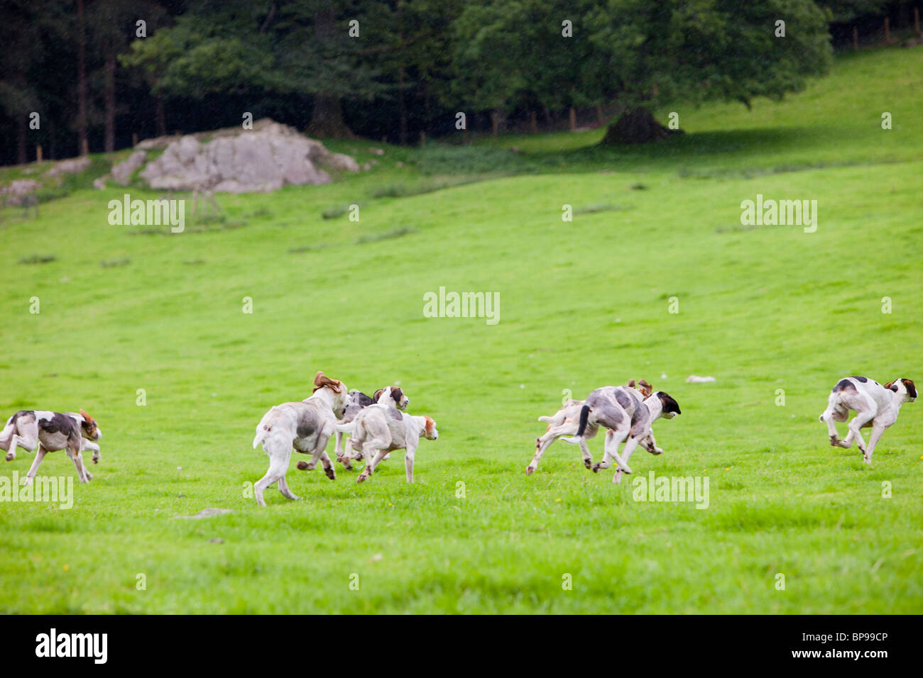 Trail hound hi-res stock photography and images - Alamy