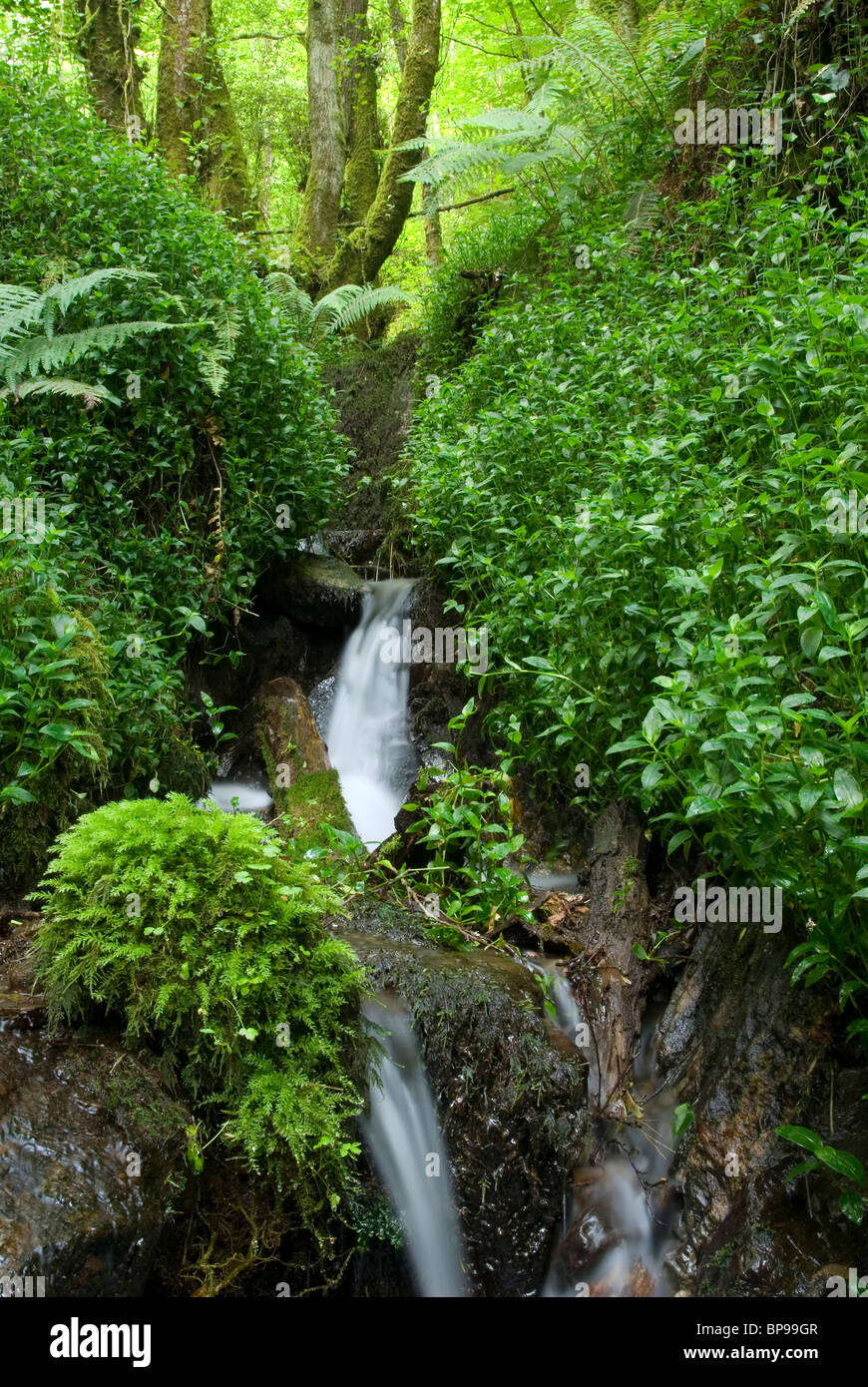 Deciduous forest floor covered in invasive spiderwort named Wandering ...