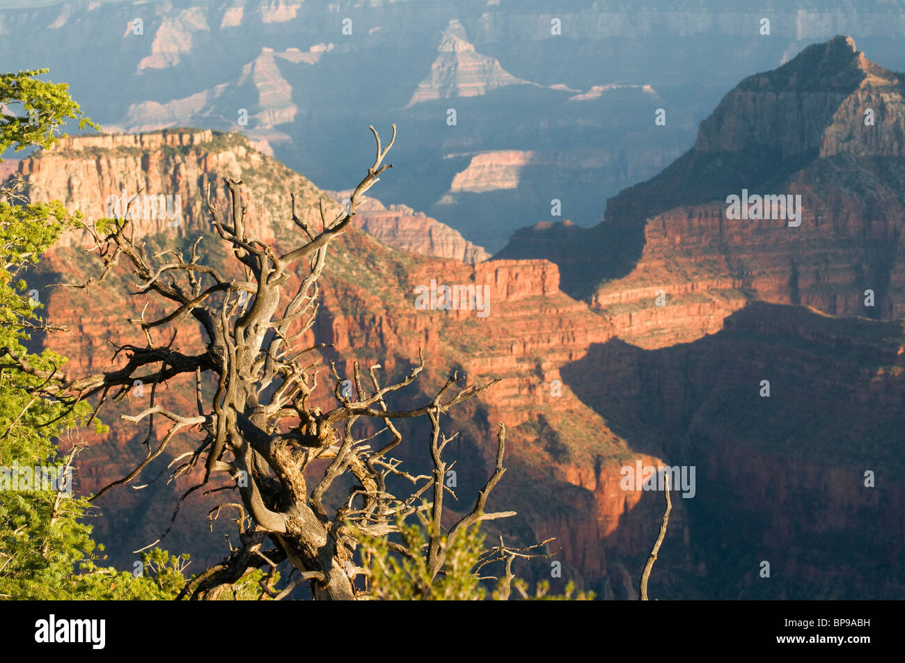 Bright angel point North rim of the Grand Canyon National Park Arizona ...