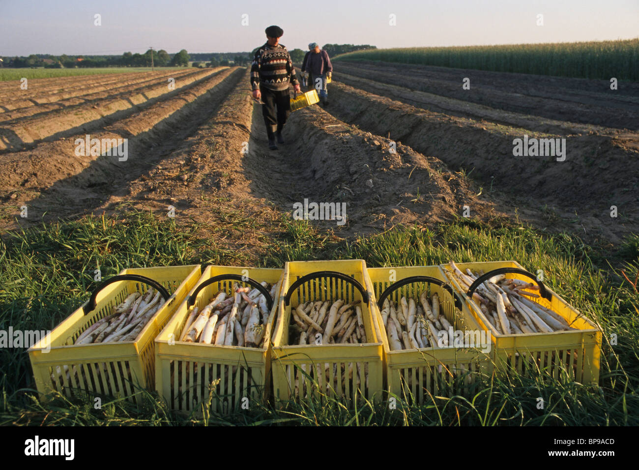 asparagus harvest, rows, vegetable, workers Stock Photo - Alamy