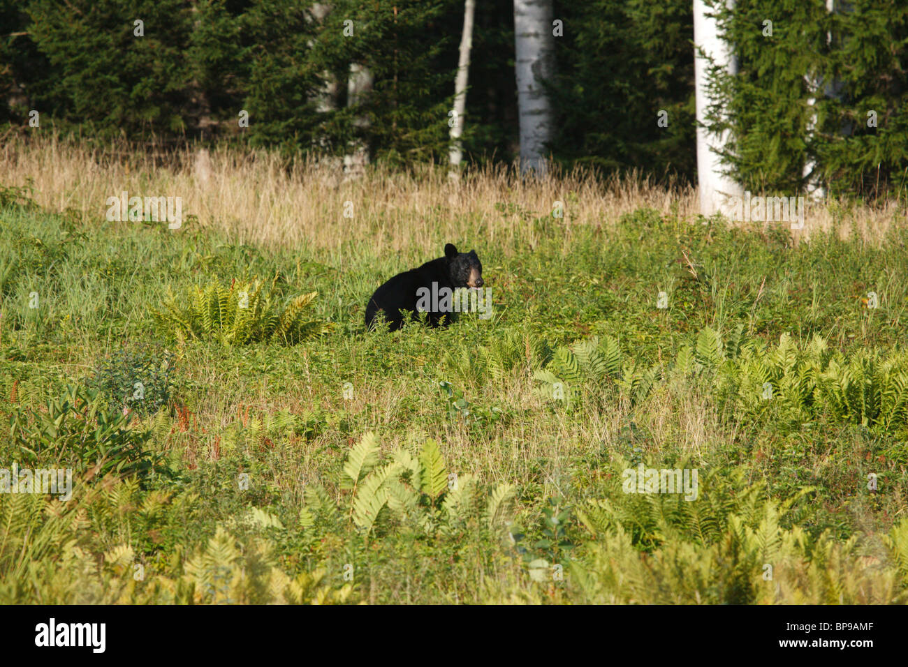 Black Bear -Ursus americanus- during the summer months in Pinkham Notch ...